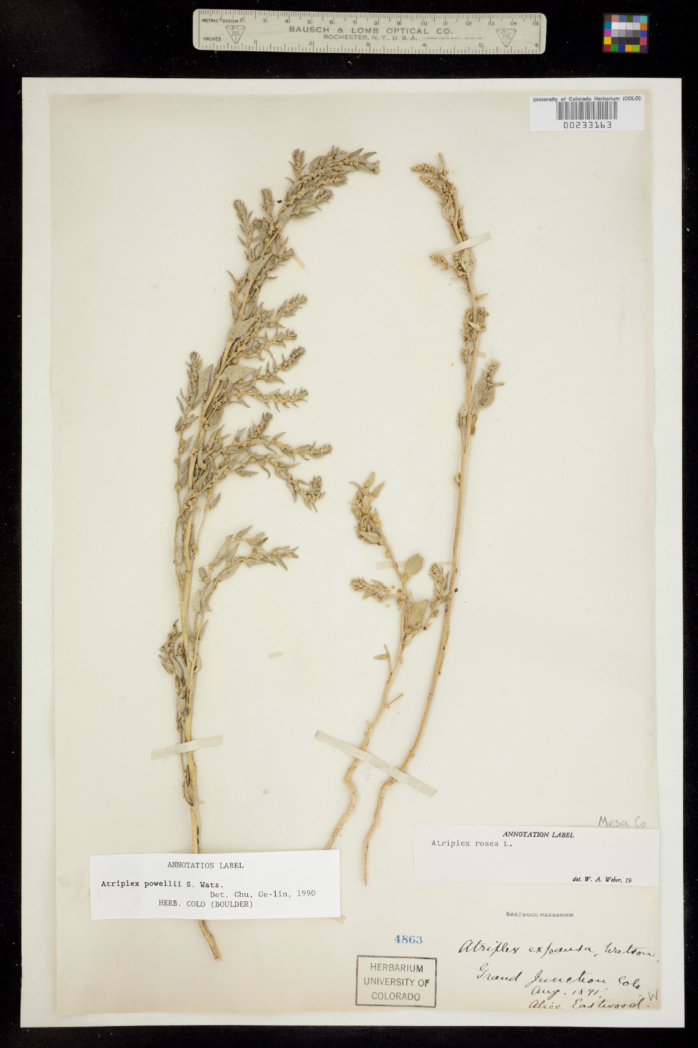 SEINet Portal Network - Atriplex powellii