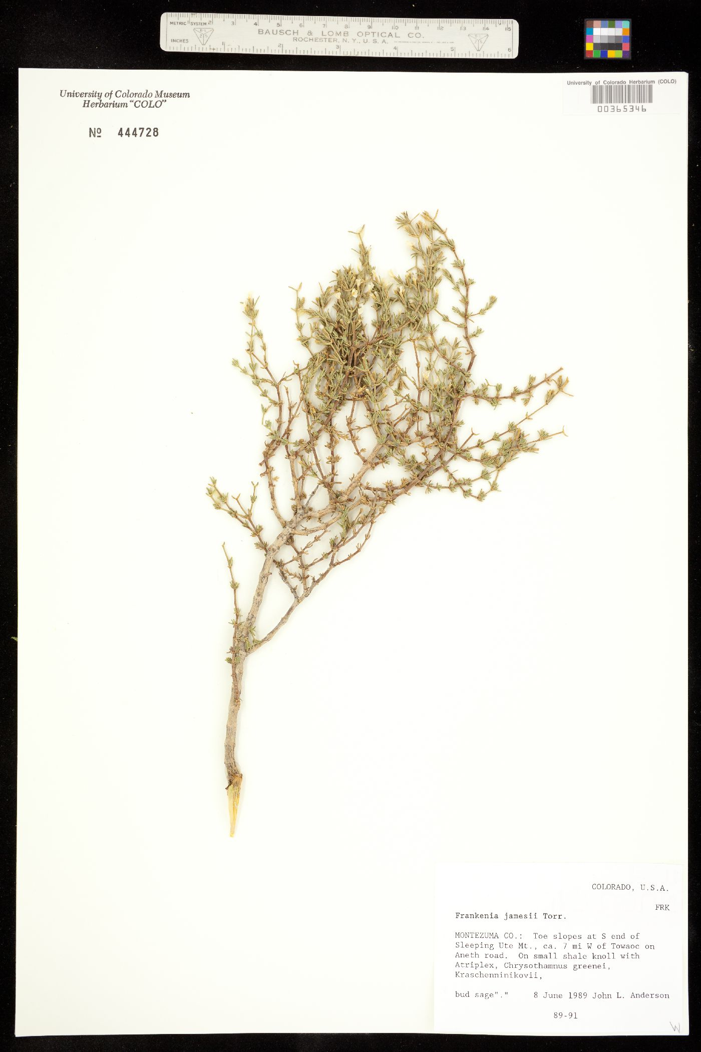 University of Colorado Museum of Natural History Herbarium Detailed ...