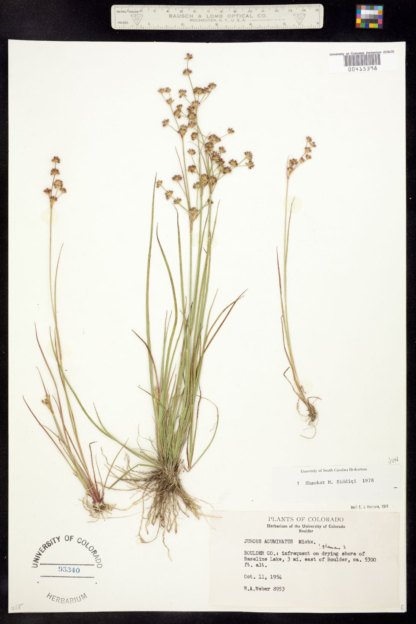 University of Colorado Museum of Natural History Herbarium - Juncus ...