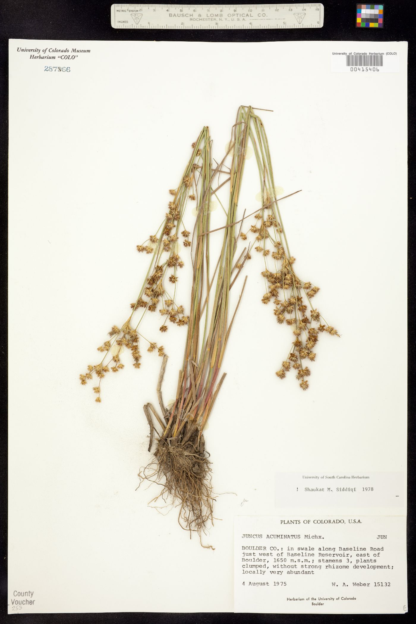 University of Colorado Museum of Natural History Herbarium - Juncus ...