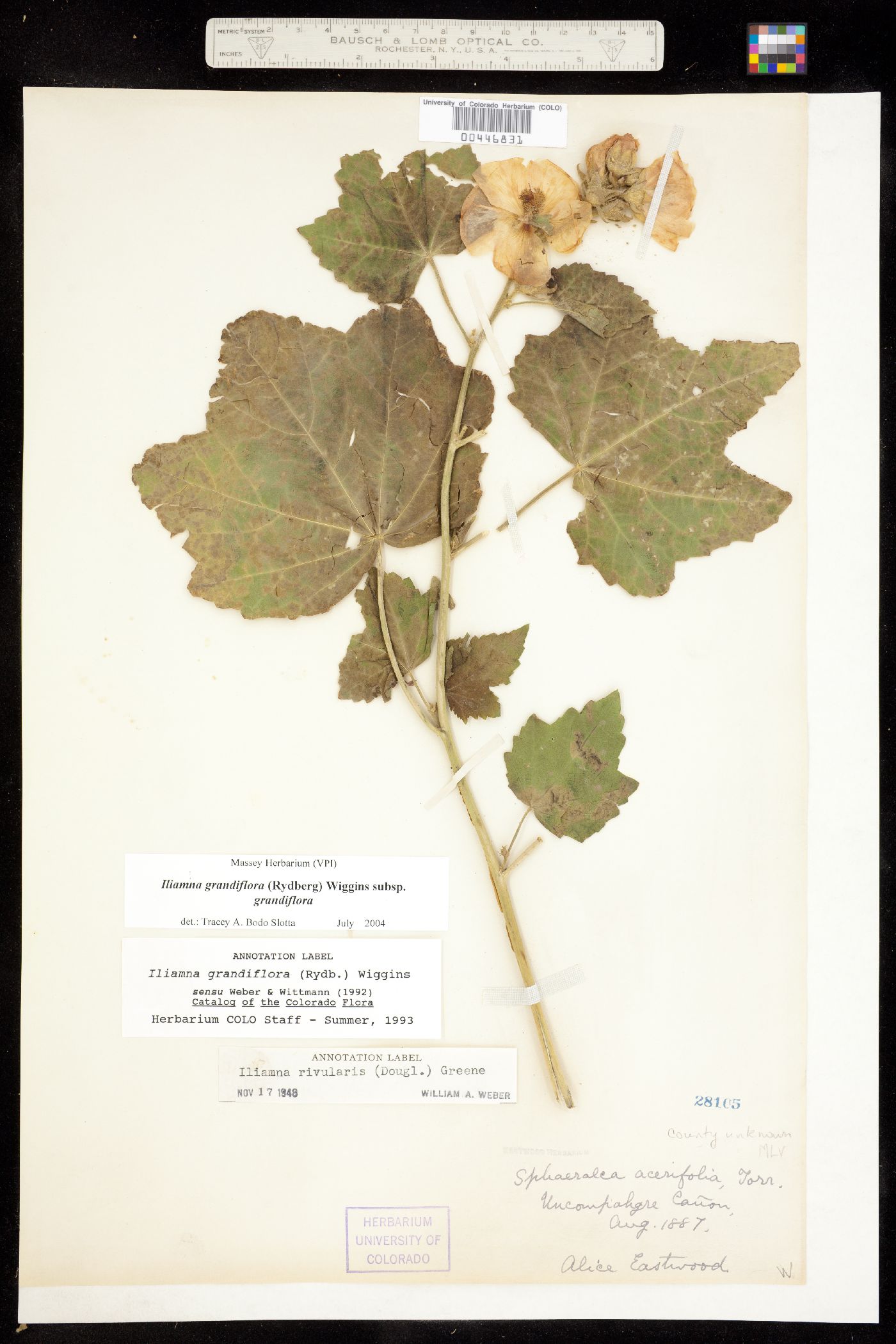 Southwest Colorado Wildflowers, Iliamna angulata. Synonym: Iliamna angulata