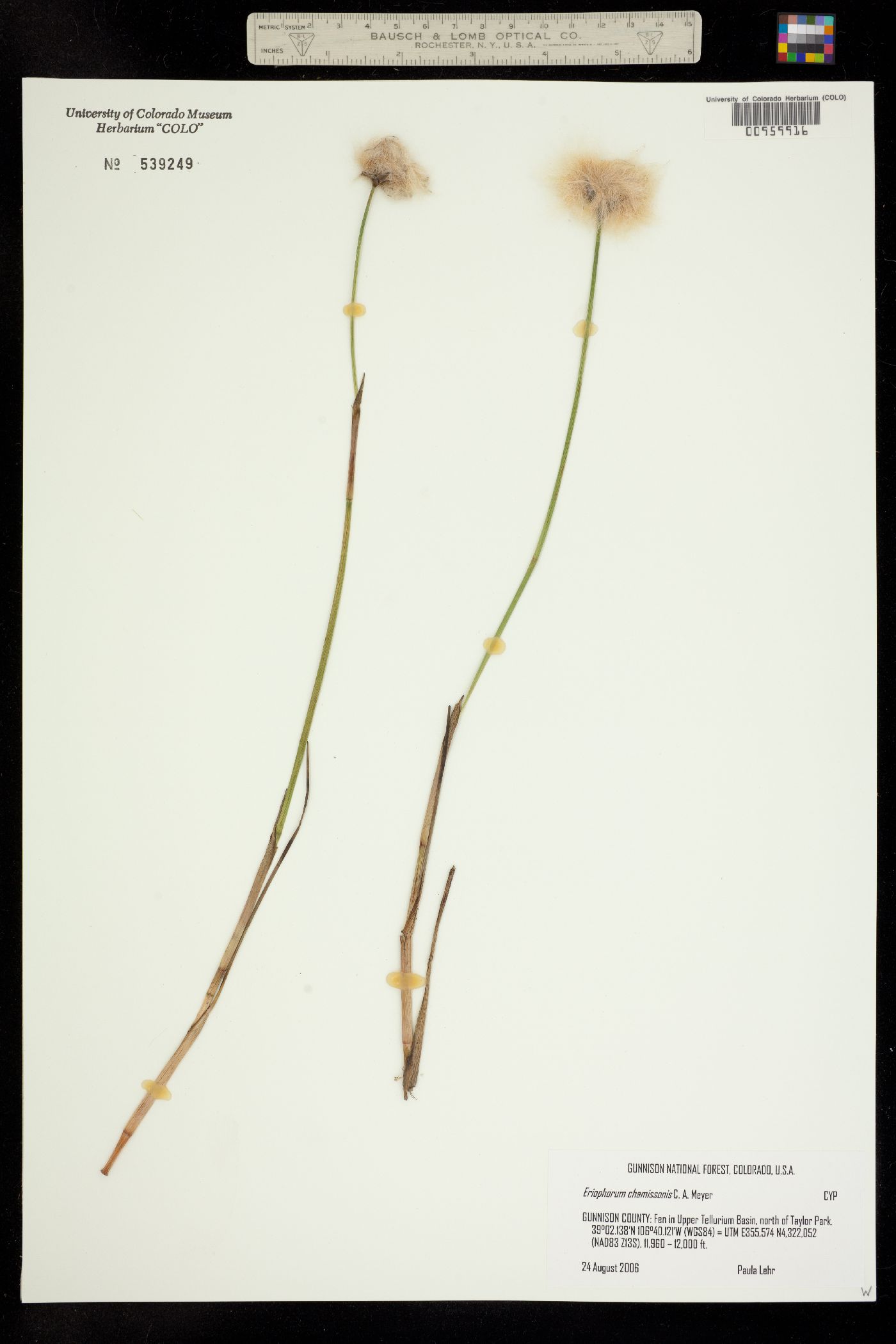 University of Colorado Museum of Natural History Herbarium Detailed ...