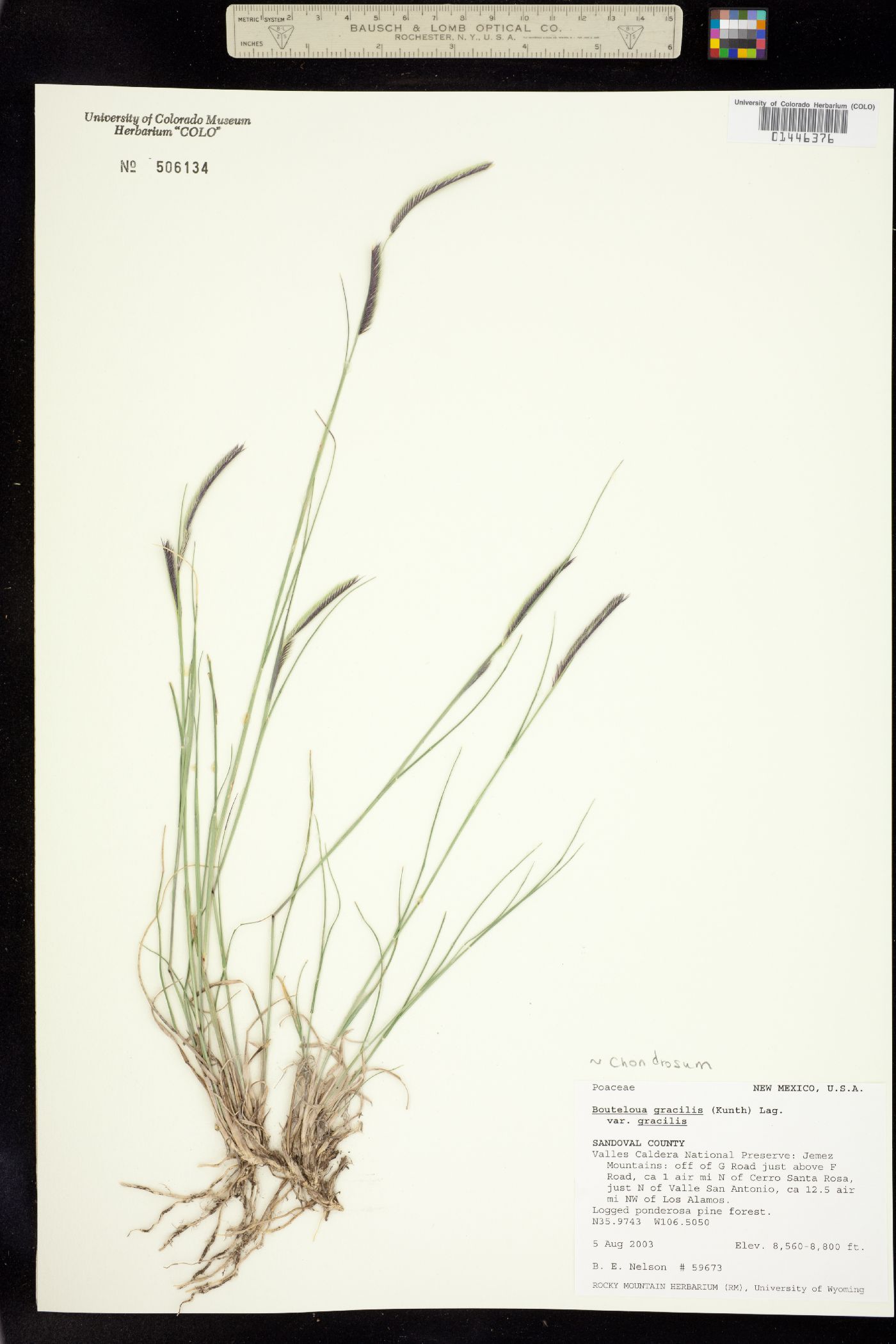 University of Colorado Museum of Natural History Herbarium Detailed ...