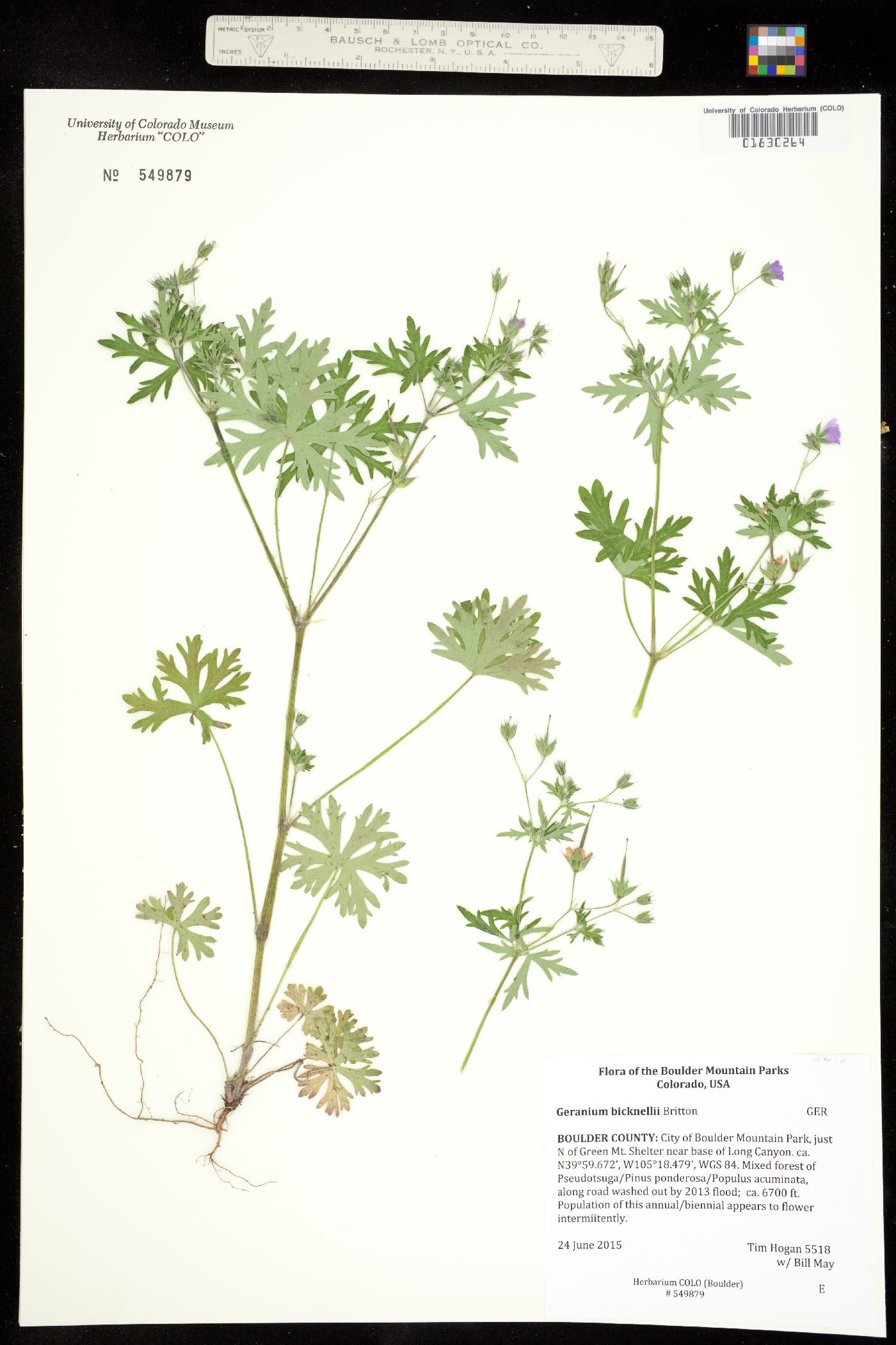 Mid-Atlantic Herbaria Detailed Collection Record Information