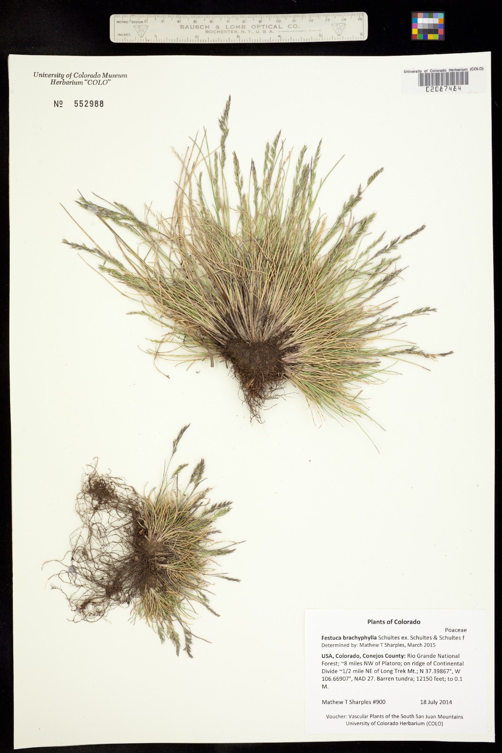 SEINet Portal Network - Festuca brachyphylla subsp. coloradensis