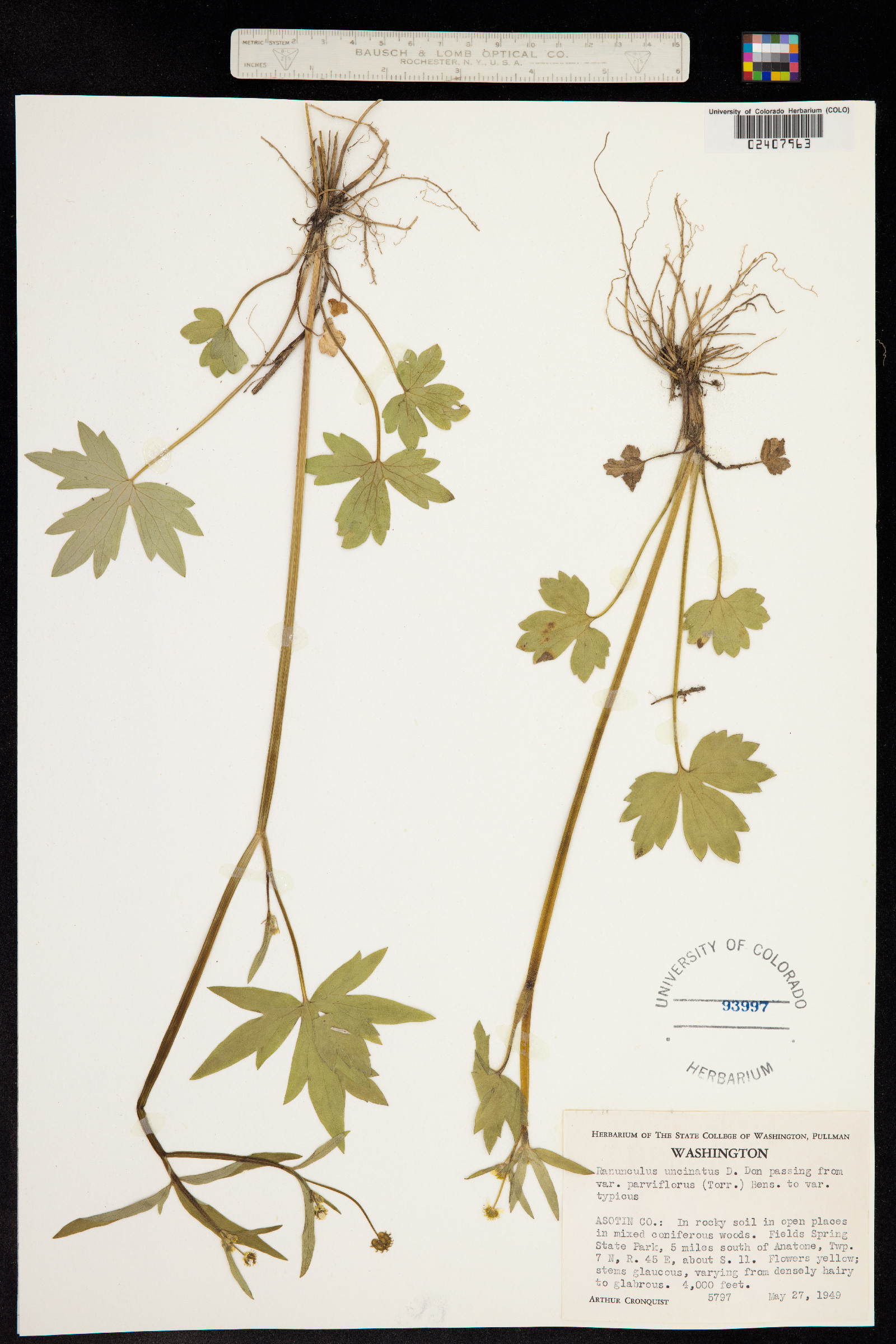 SEINet Portal Network - Ranunculus uncinatus